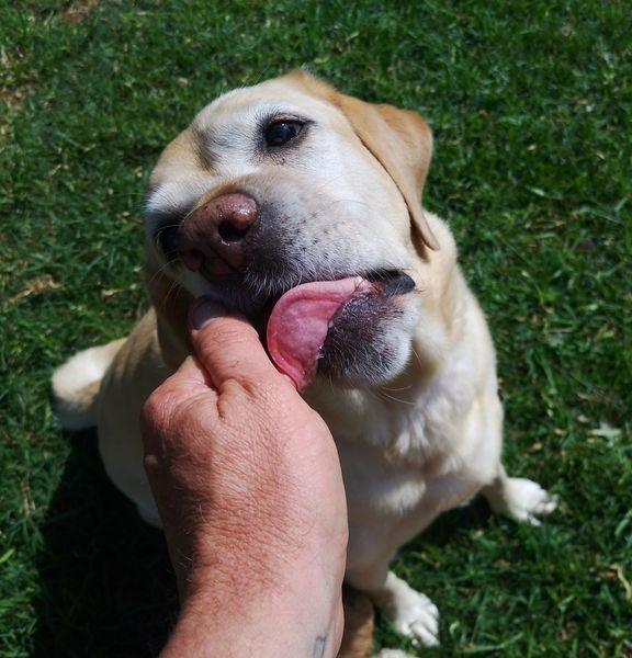 VIPs (Very Important Pets) Having A Wonderful Time At Keringa 💜 ️💛💚