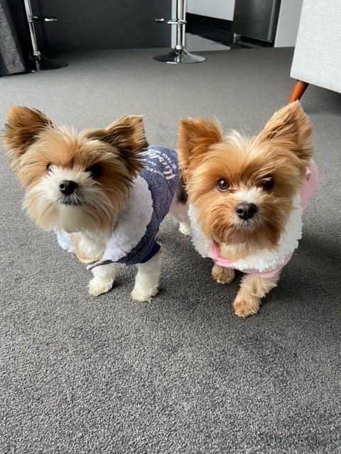 Vlooi, Patch, Bella, And Daisy Are Safely In New Zealand 🇿🇦🥰🇳🇿