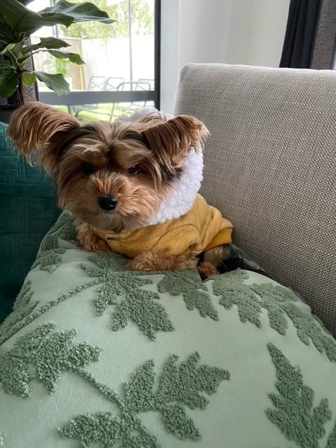 Vlooi, Patch, Bella, And Daisy Are Safely In New Zealand 🇿🇦🥰🇳🇿