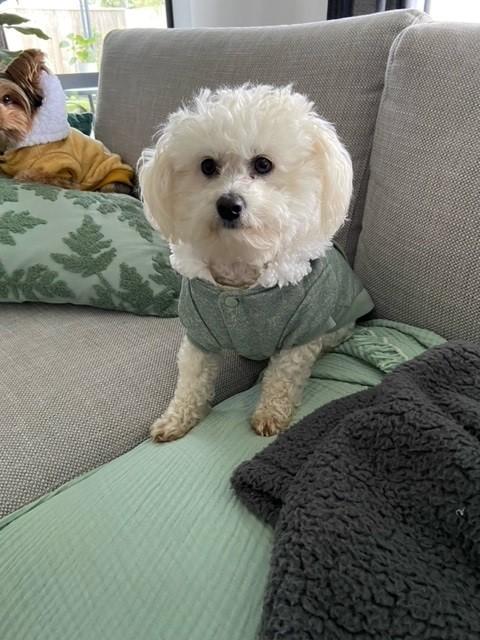 Vlooi, Patch, Bella, And Daisy Are Safely In New Zealand 🇿🇦🥰🇳🇿