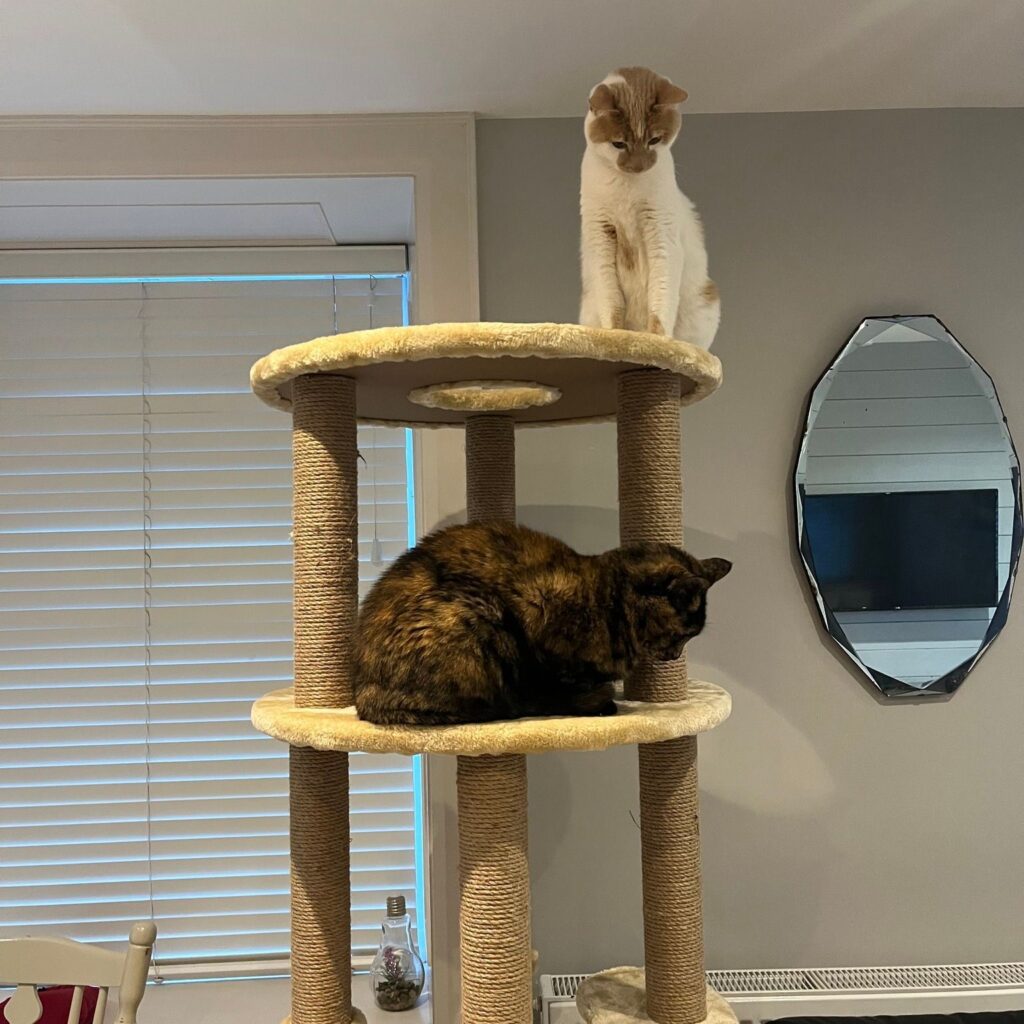 Cat Transport Testimonials