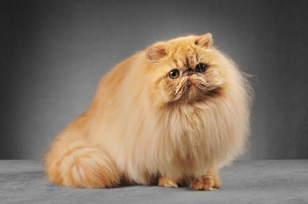 Awesome News For Snub Nose Pets 🇳🇿 ️🇦🇺