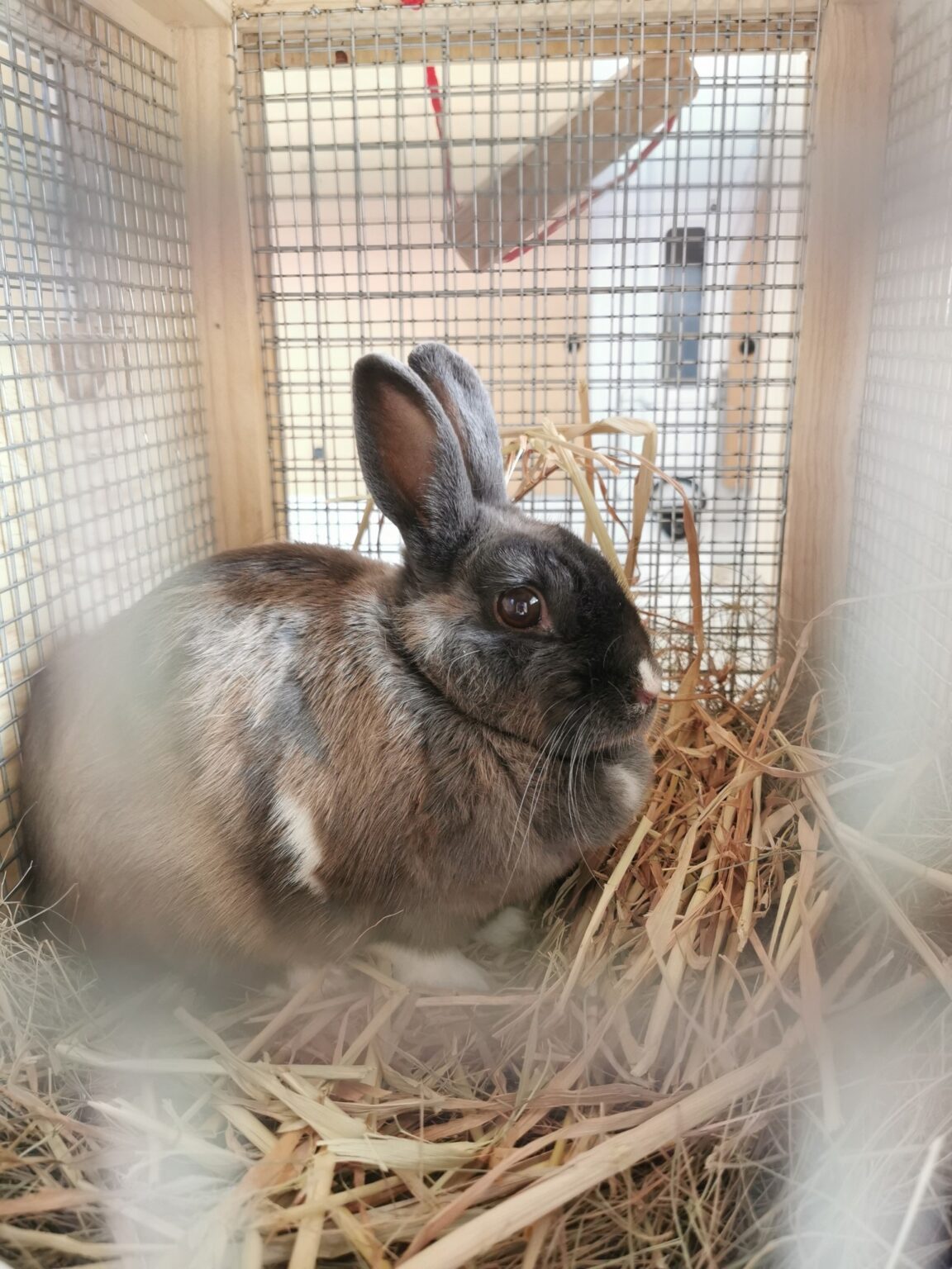 Shadow The Bun Is Safe And Sound In Germany 🐇 ️🇩🇪
