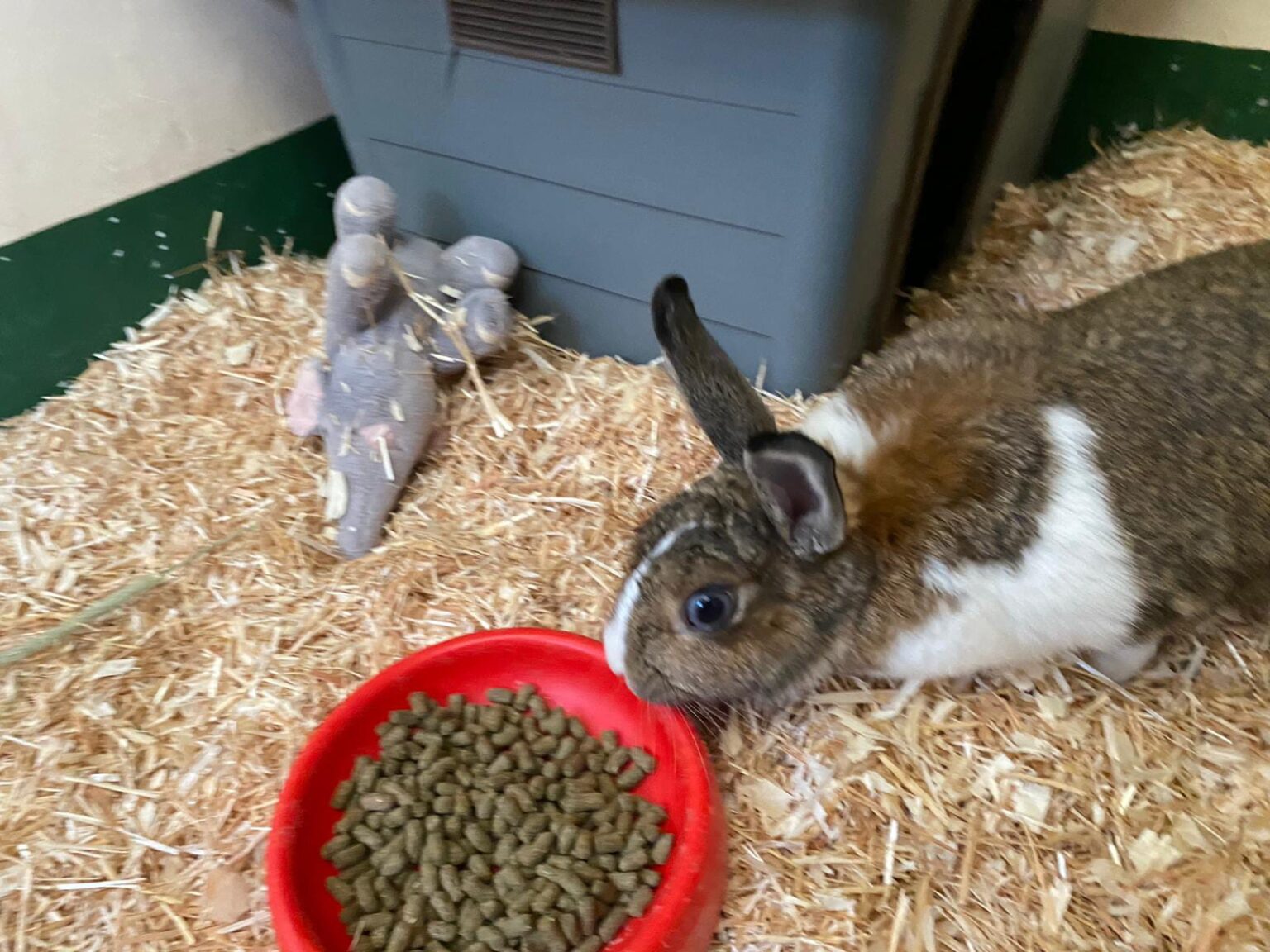 Rabbit Transport Testimonials