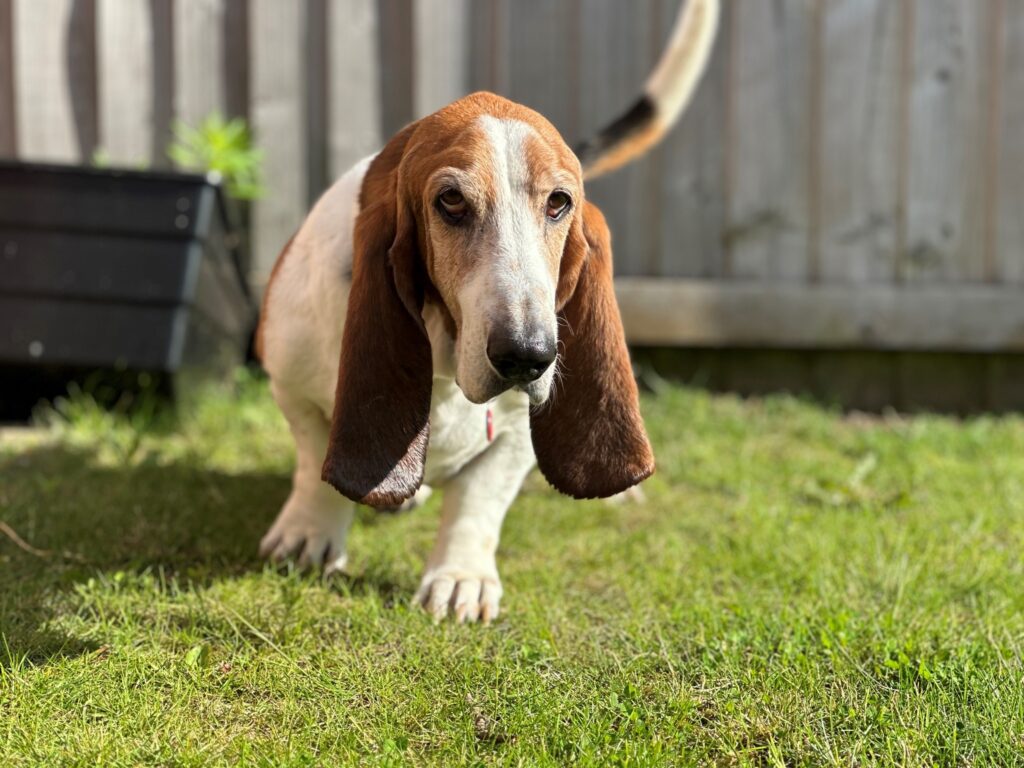 Benji And Kenzo Are Safe And Sound In The UK 🐕 ️🇬🇧