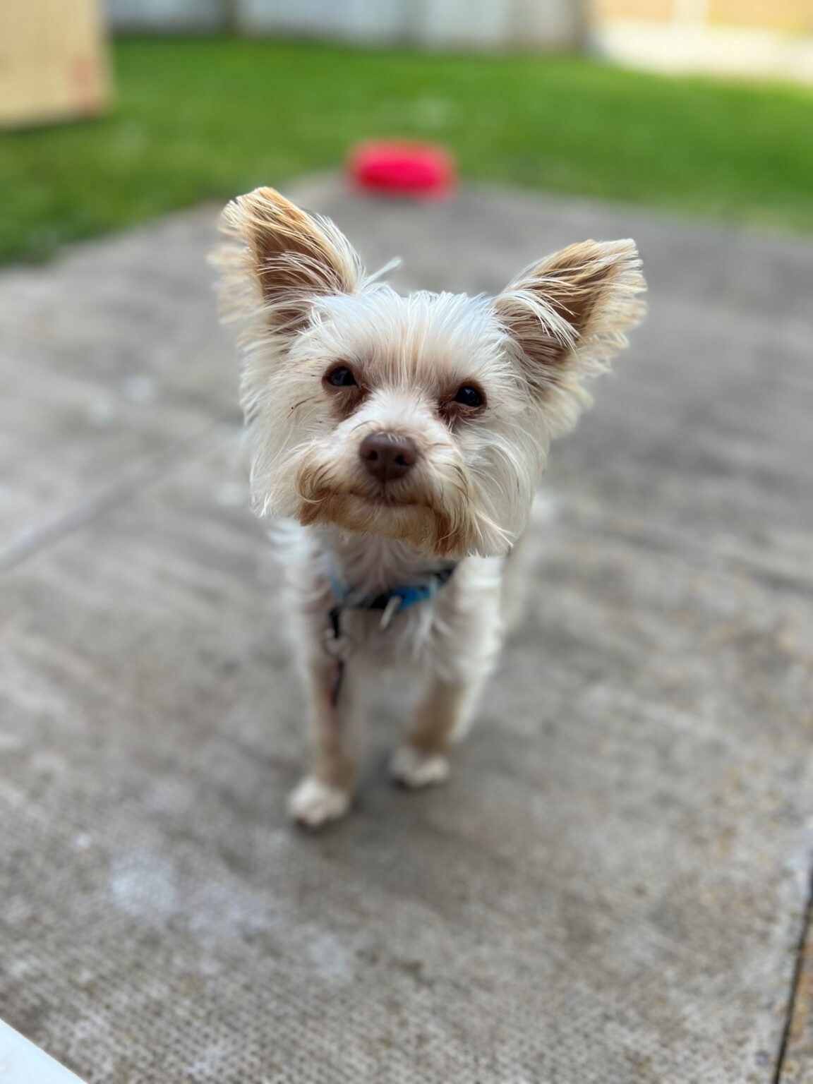 Testimonials & References