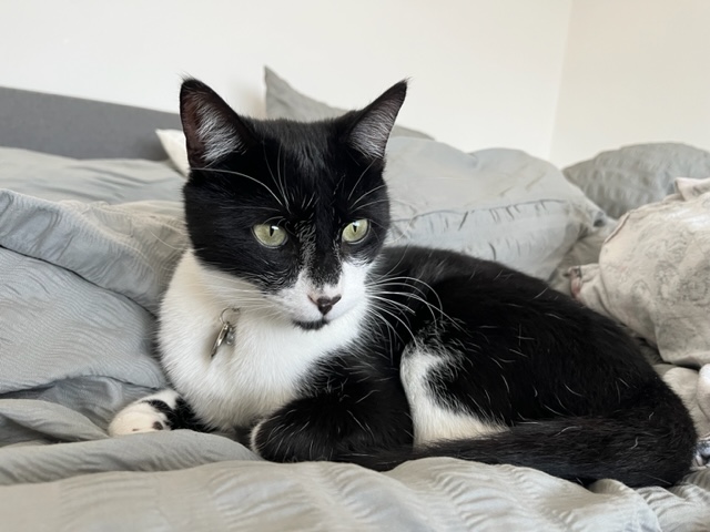 Sebie And Olly Have Arrived Safely In The UK 🐈 ️🇬🇧