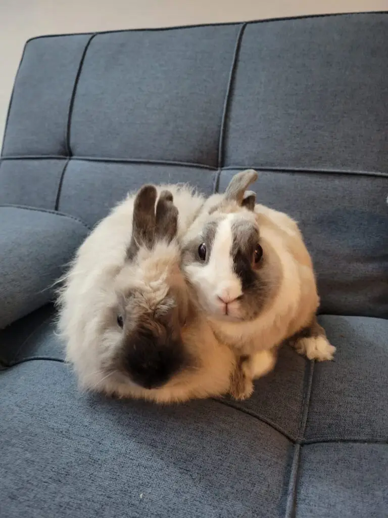 Rabbit Transport Testimonials