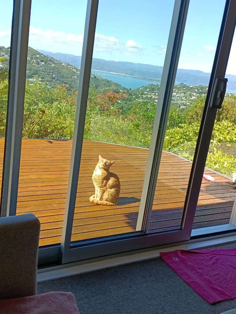 Patat And Wollie Have Joined Their Family In New Zealand 🐈 ️🇳🇿