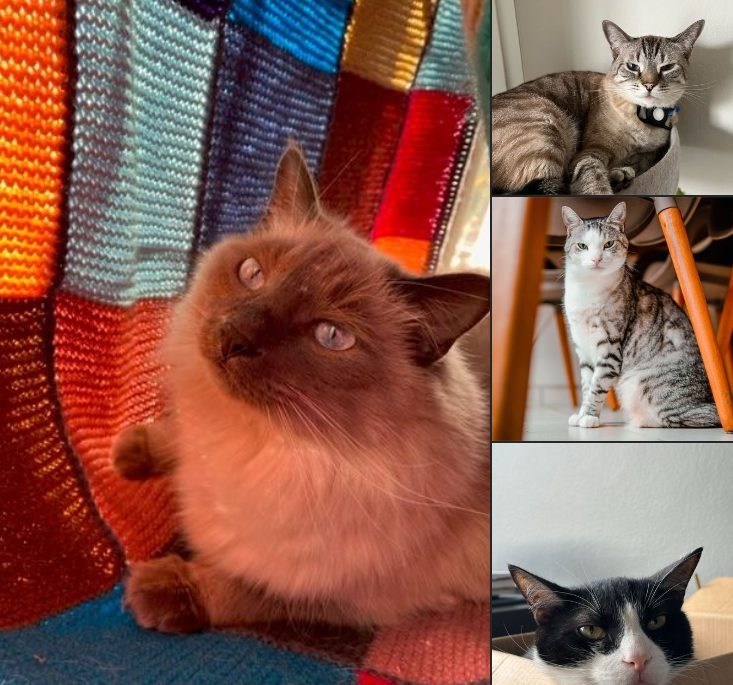 Baltimore, Simba, Koda, And Luna Have Arrived Safely In The UK ️🐈🇬🇧