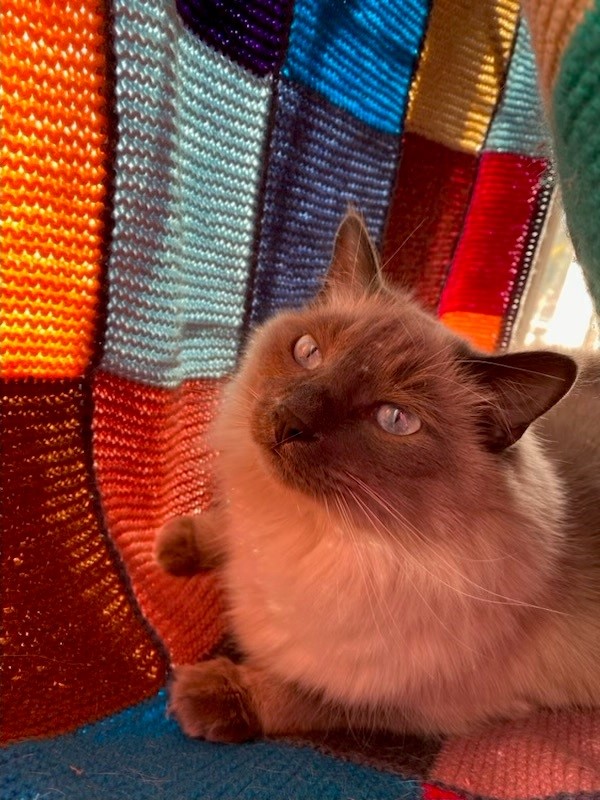 Baltimore, Simba, Koda, And Luna Have Arrived Safely In The UK ️🐈🇬🇧