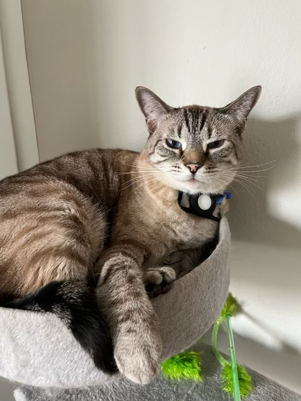 Baltimore, Simba, Koda, And Luna Have Arrived Safely In The UK ️🐈🇬🇧