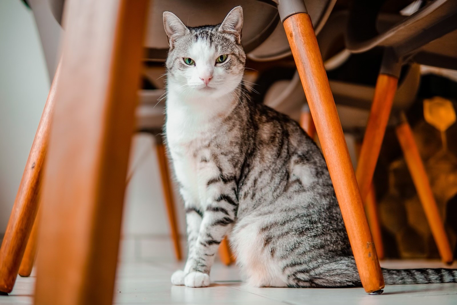 Baltimore, Simba, Koda, And Luna Have Arrived Safely In The UK ️🐈🇬🇧