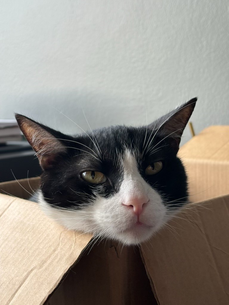 Baltimore, Simba, Koda, And Luna Have Arrived Safely In The UK ️🐈🇬🇧