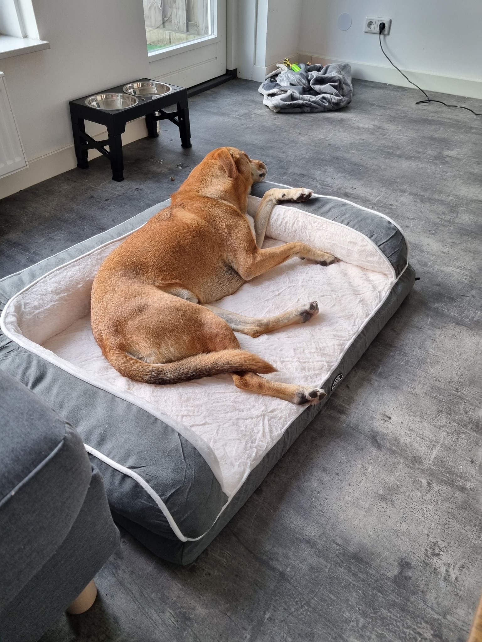 Neelsie And Splinter Have Arrived Safely In The Netherlands 🐕 ️🇳🇱