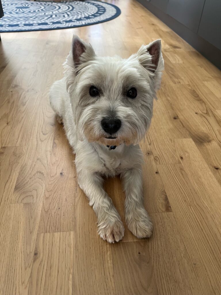 Snoopy Has Arrived Safely In Germany 🐶 ️🇩🇪