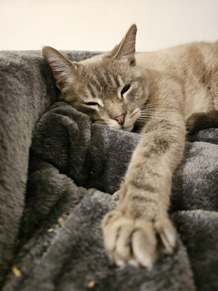 Yuki And Zulik Have Joined Their Family In New Zealand 🐈 ️🇳🇿