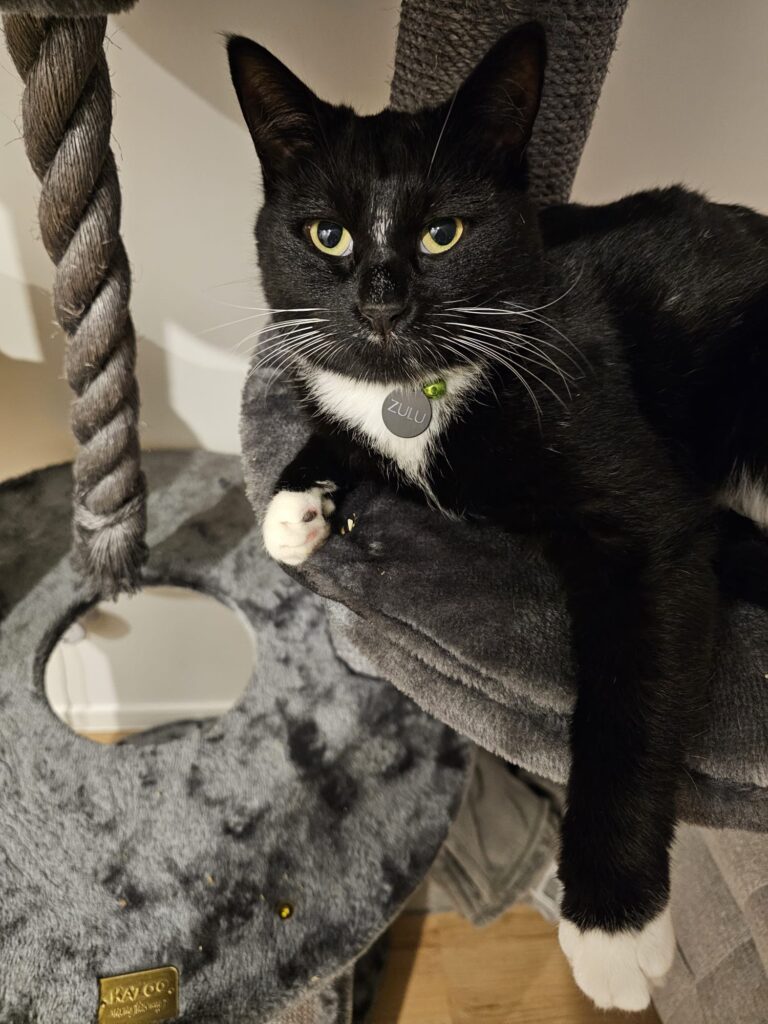 Yuki And Zulik Have Joined Their Family In New Zealand 🐈 ️🇳🇿